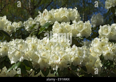 White flowered Rhododendron Stock Photo - Alamy