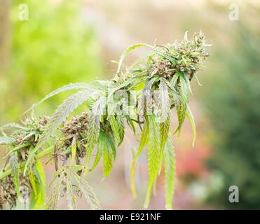 A closeup shot of a marijuana plant on light blurred background with a ...