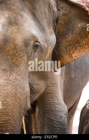 Half of an elephant Stock Photo - Alamy
