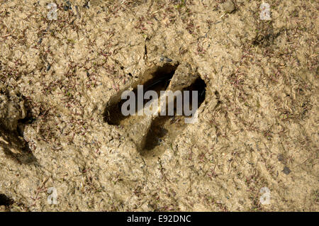 Fallow deer tracks Stock Photo - Alamy