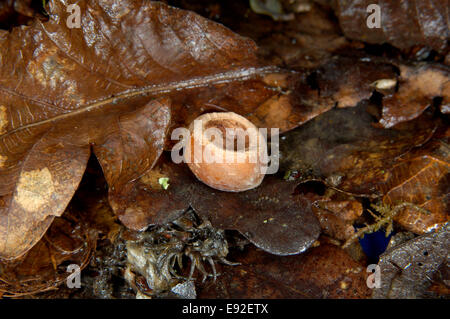 Wood mouse (Apodemus sylvaticus) feeding on hoarded berries and nuts ...