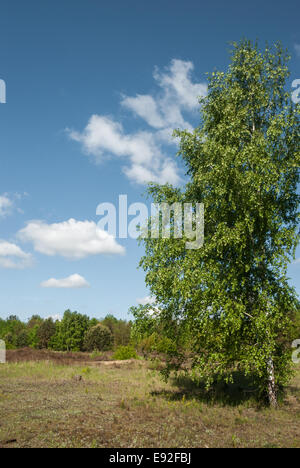 Schönower heath in Brandenburg Stock Photo - Alamy