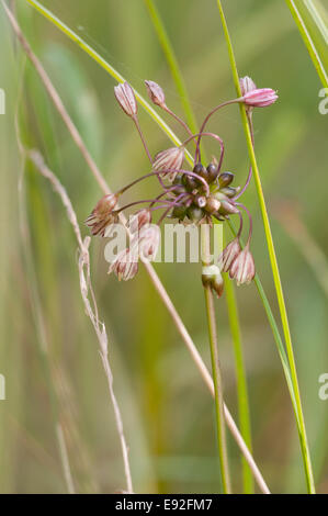field garlic (Allium oleraceum Stock Photo - Alamy