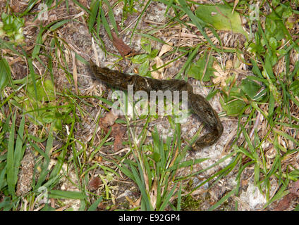 Stoat (Mustela erminea). Droppings Stock Photo - Alamy