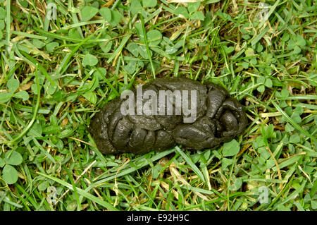 Sheep droppings - Ovis aries Stock Photo - Alamy
