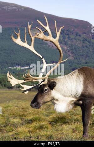 Head of Reindeer male with antlers Rangifer tarandus Highland Wildlife ...