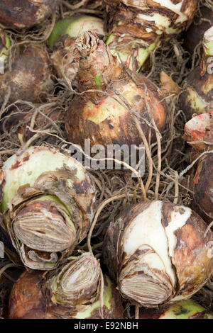 Christmas flower bulbs Amaryllis Stock Photo - Alamy