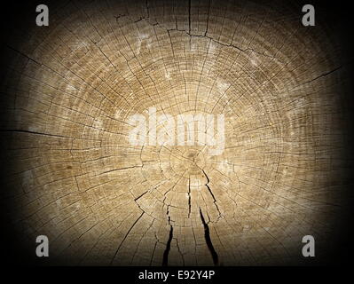 section on old oak beam, beautiful ancient texture of tree heart Stock ...