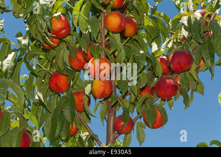 Peach tree, Foliage and fruits, Brenes, Seville province, Region of ...