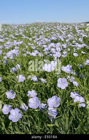 Flowering Linseed crop (Linum usitatissimum) with tree belts and the ...