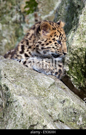 Leopard cub sitting on rocks in the Kruger National Park, South Africa ...