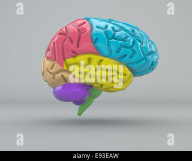 Brain lobes in different colors. Isolated on grey Stock Photo - Alamy