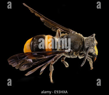 This image shows a yellow-striped bee on a thistle flower, captured in ...