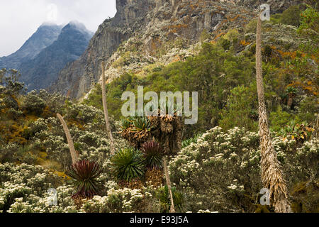 Afro-alpine vegetation in front of the glacier of Mount Baker ...