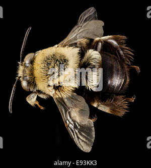 Centris lanosa, a species of oil-collecting bee, was photographed in ...