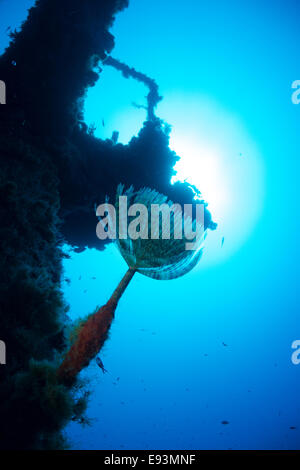 European fan worm Sabella spallanzani, Polychaeta, Giglio Island ...
