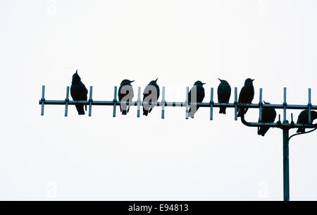 Starlings perched on television aerial, UK Stock Photo - Alamy