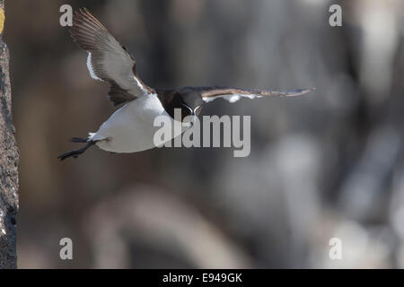 Razorbill hovering off the cliffs edge on the Isle of May Stock Photo ...