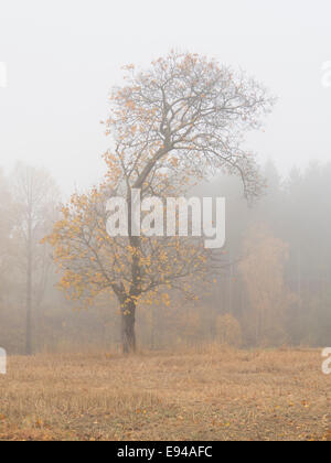 Foggy autumn day in Nordmarka Oslo Norway, subdued fall colours ...