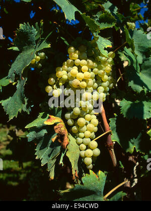 White grapes on the vine, Italy Stock Photo - Alamy
