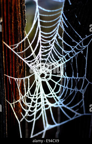 Cobweb laced with frost Stock Photo - Alamy