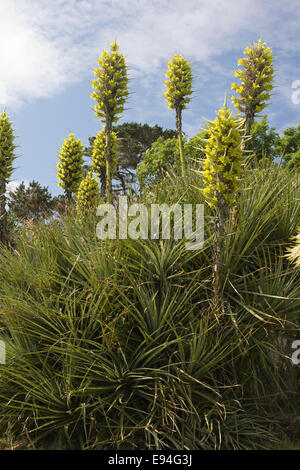 Puya Chilensis A Large Spiky Plant With Very Tall Stems Of Yellow