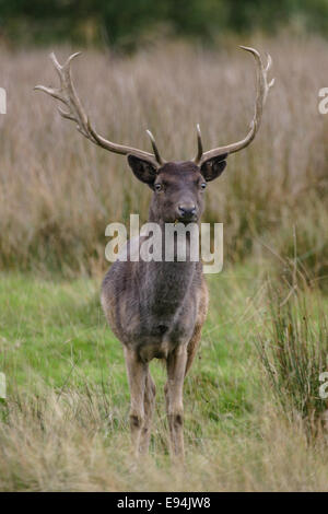 Fallow deer (Dama dama) stag with big horns in the forest Stock Photo ...