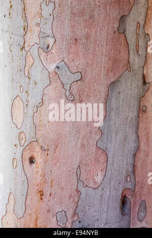 Australian Tree Bark Pattern Stock Photo - Alamy