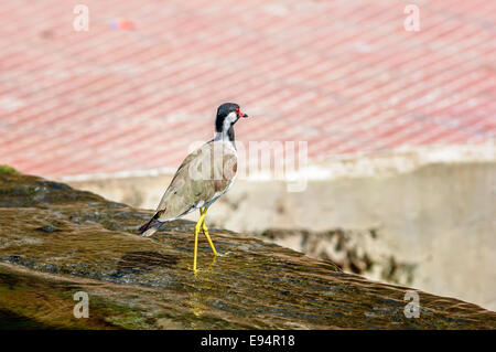 Red-wattled Lapwing bird sitting at the water edge Stock Photo - Alamy