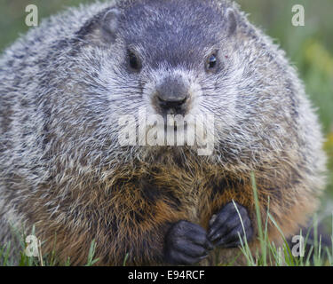 Middletown, New York, USA. 19th Oct, 2014. A groundhog feeds in a ...