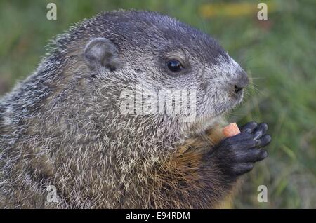 Middletown, New York, USA. 19th Oct, 2014. A groundhog feeds in a ...