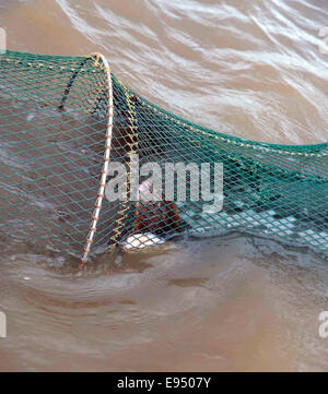 FYKE NETTING FOR SOLES. NET SHOWING ABOVE WATER AND SOLES CAN BE SEEN ...