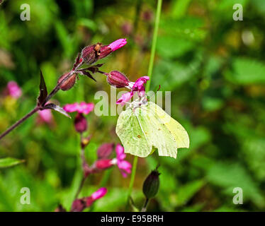 Brimstone butterfly, Gonepteryx rhamni, on Purple Loosestrife, Lythrum ...
