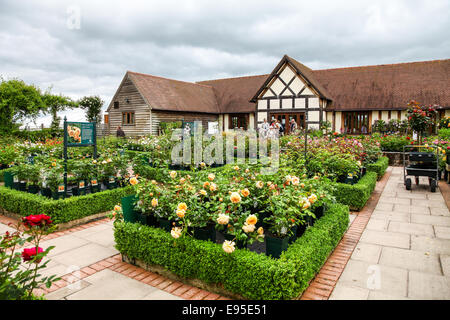The entrance to David Austin rose garden Albrighton Shropshire England ...