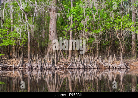 Quiet cypress swamp with mirror reflections, autumn colored trees, and ...