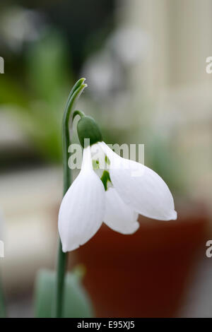 GRUMPY SNOWDROP Galanthus elwesii GREEN TEAR Stock Photo - Alamy