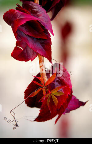 Beautiful vine leaves in bright red against blue sky with clouds and ...