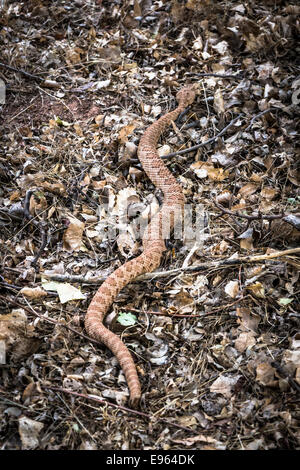 Grand Canyon Pink Rattlesnake Stock Photo - Alamy