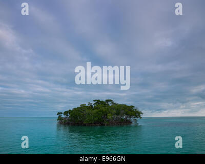 Mangroves in the Mud Key's, Key West Stock Photo - Alamy