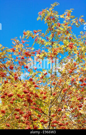 ashberry at dry sunny summer day Stock Photo - Alamy