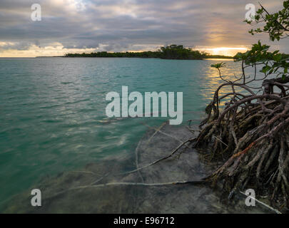Mangroves in the Mud Key's, Key West Stock Photo - Alamy
