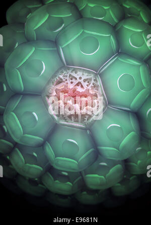 A micro cell division process Stock Photo - Alamy