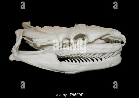 Python skeleton and skull Stock Photo - Alamy