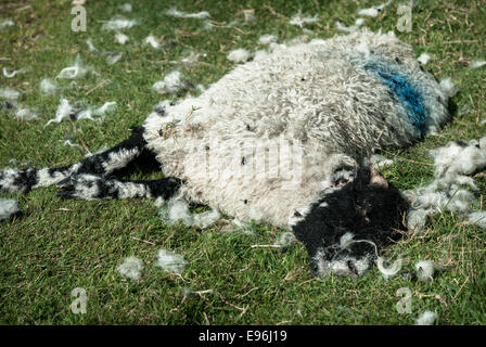 A dead sheep covered in flies Stock Photo - Alamy