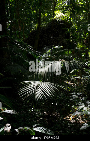 Fern leaves, Daintree National Park, Queensland, Australia Stock Photo ...