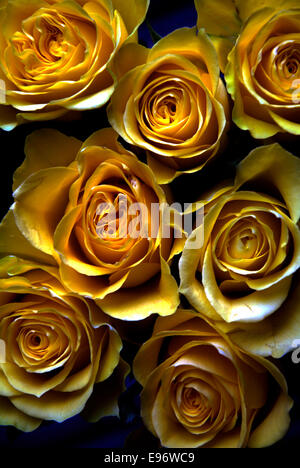 A bundle of yellow roses Stock Photo - Alamy