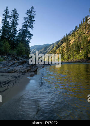 Golden light reflects on the shoreline as seagulls stroll along the ...