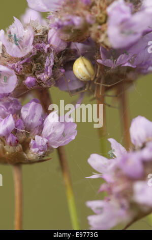 Comb-footed Spiders (Theridiidae Stock Photo - Alamy
