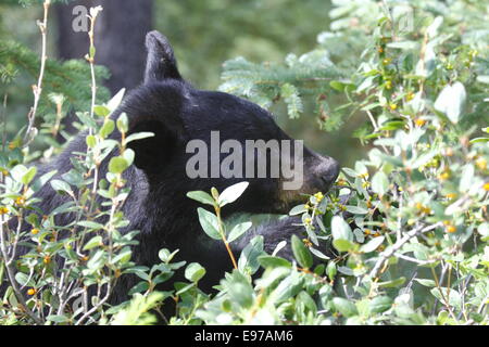Black Bear, American Black Bear, Baribal, American Black Bear, feeding ...