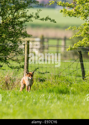 single red fox in farmland Stock Photo - Alamy